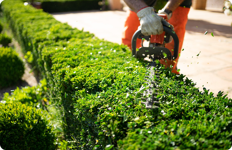 Shrub Pruning - Evergreen Landscaping & Design LLC